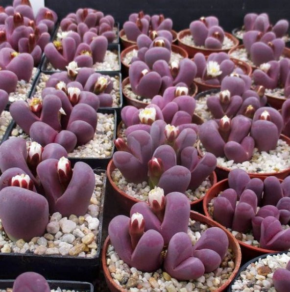 Tohum Dünyam 10 Adet Lithops Optica Rubra Succ - PttAVM.com - 2024